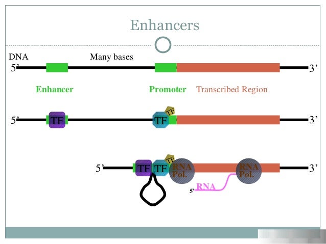 Gene regulation eukaryotes