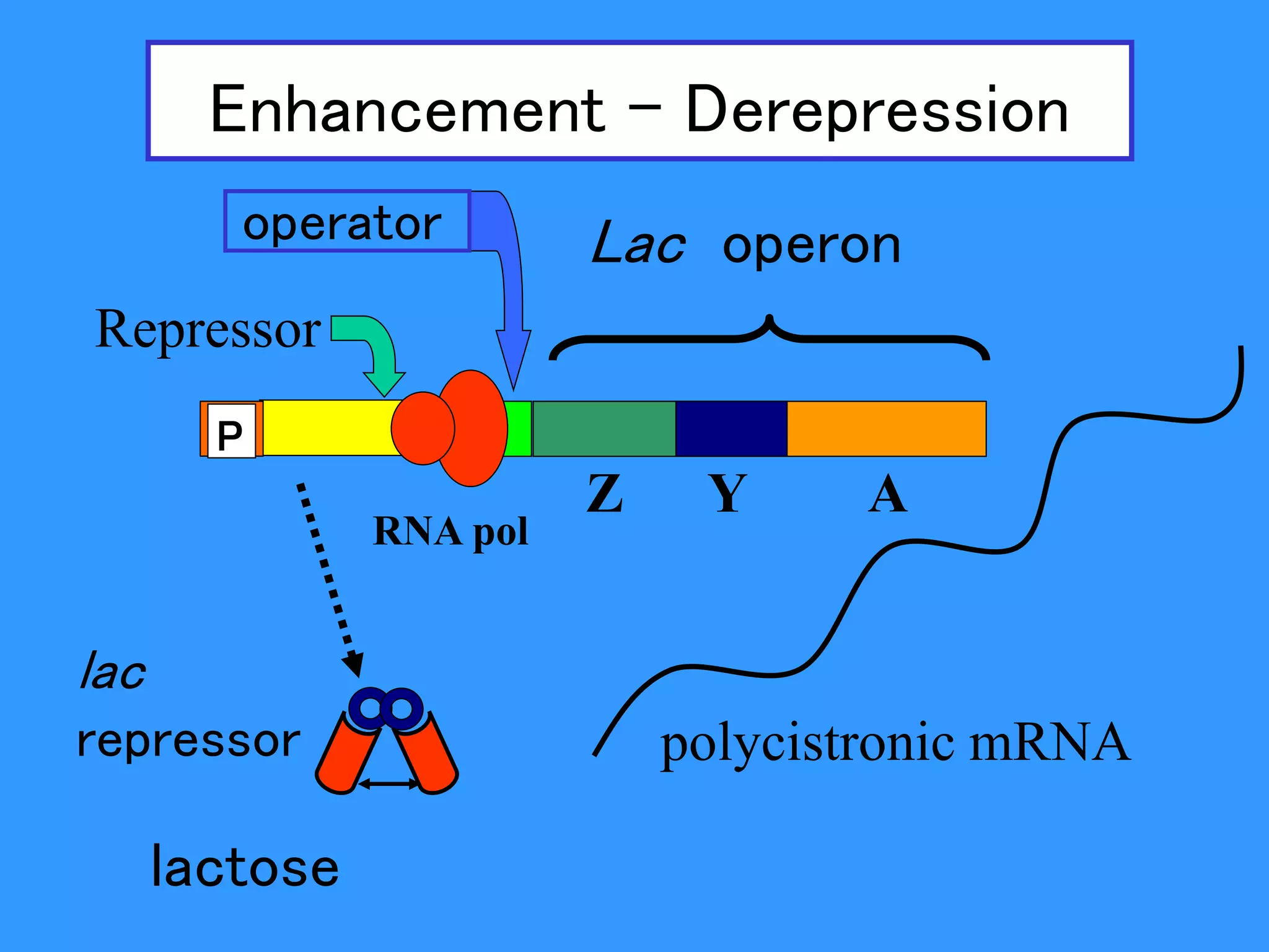 Gene regulation operon | PPT