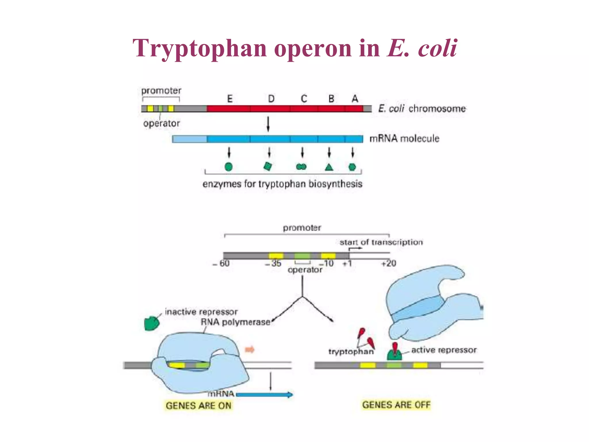 Gene Regulation Operon Ppt