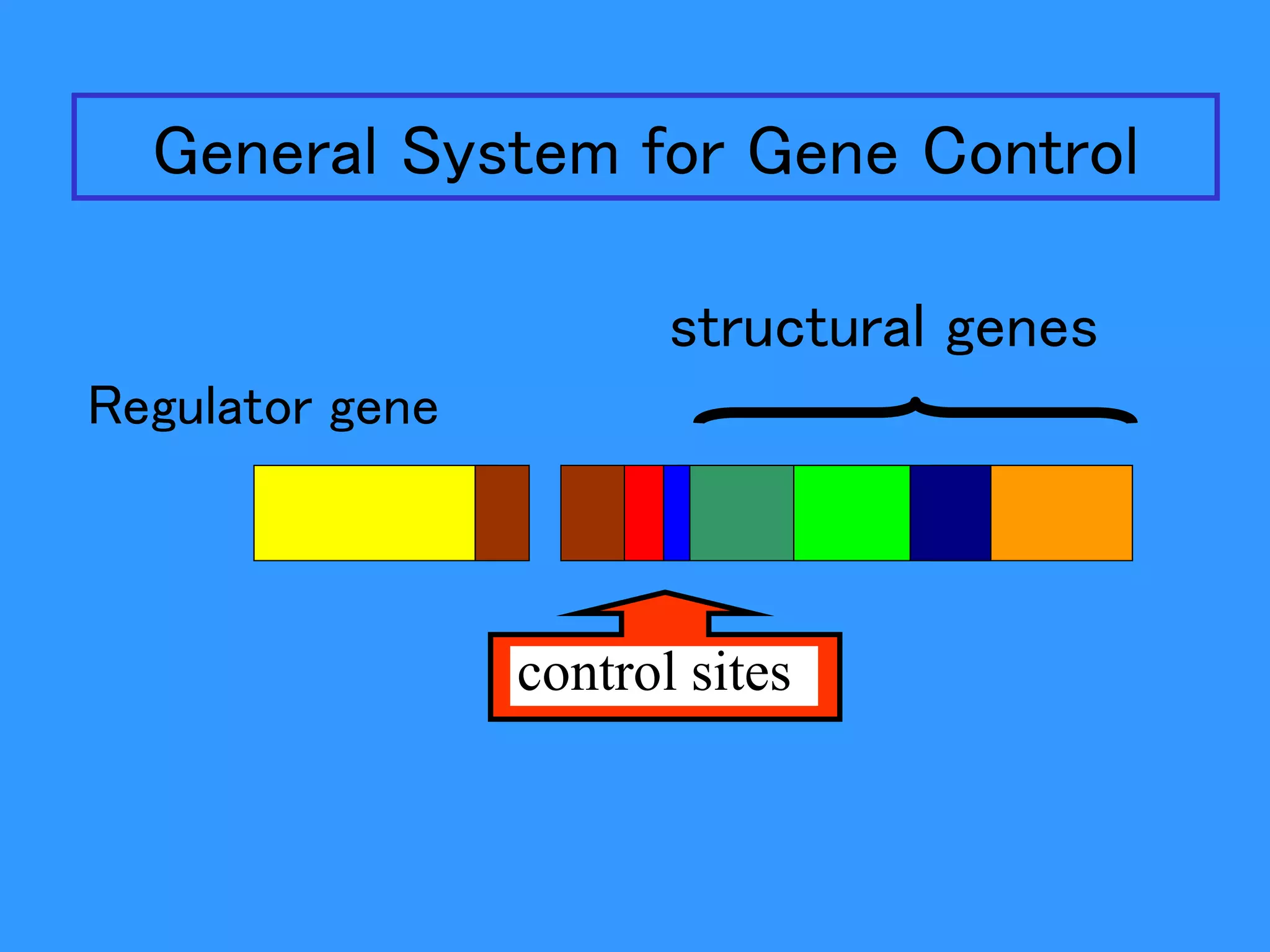 Gene Regulation Operon Ppt