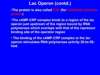 Gene regulation operon | PPT