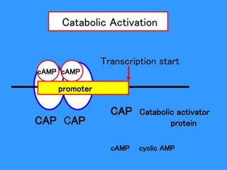 Gene regulation operon | PPT