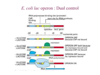 Gene regulation operon | PPT