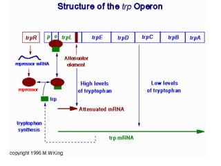 Gene regulation operon | PPT