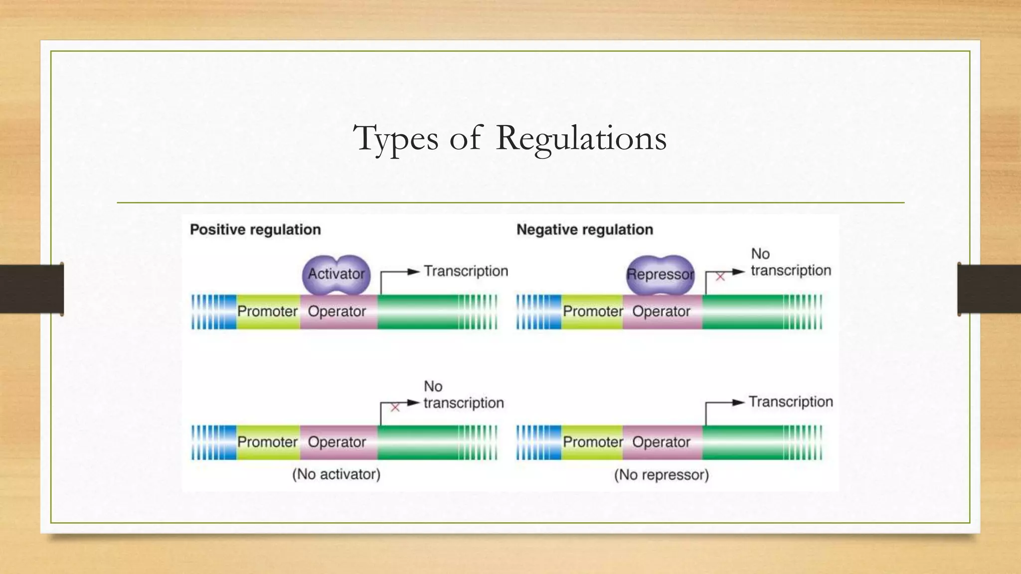 lac mutation (gene regulation) | PPTX