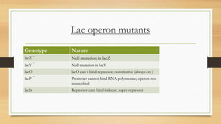 lac mutation (gene regulation) | PPTX