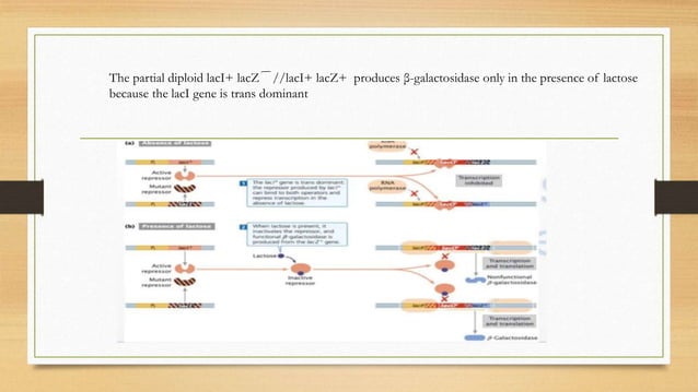 lac mutation (gene regulation) | PPTX