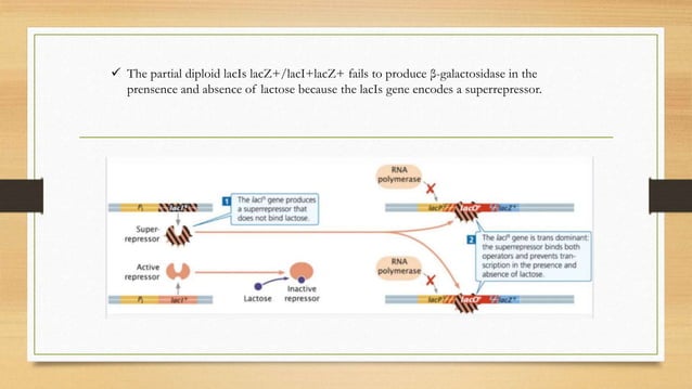 lac mutation (gene regulation) | PPTX