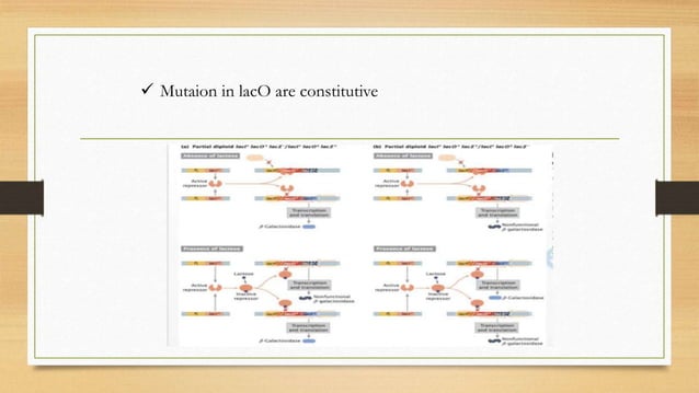 lac mutation (gene regulation) | PPTX
