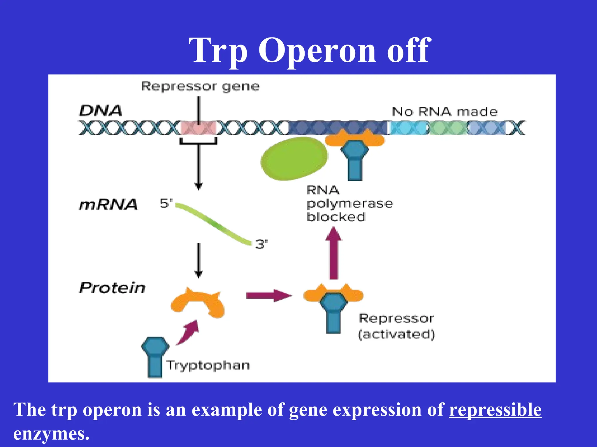 Gene Regulation and Mutation.ppt Science | PPT