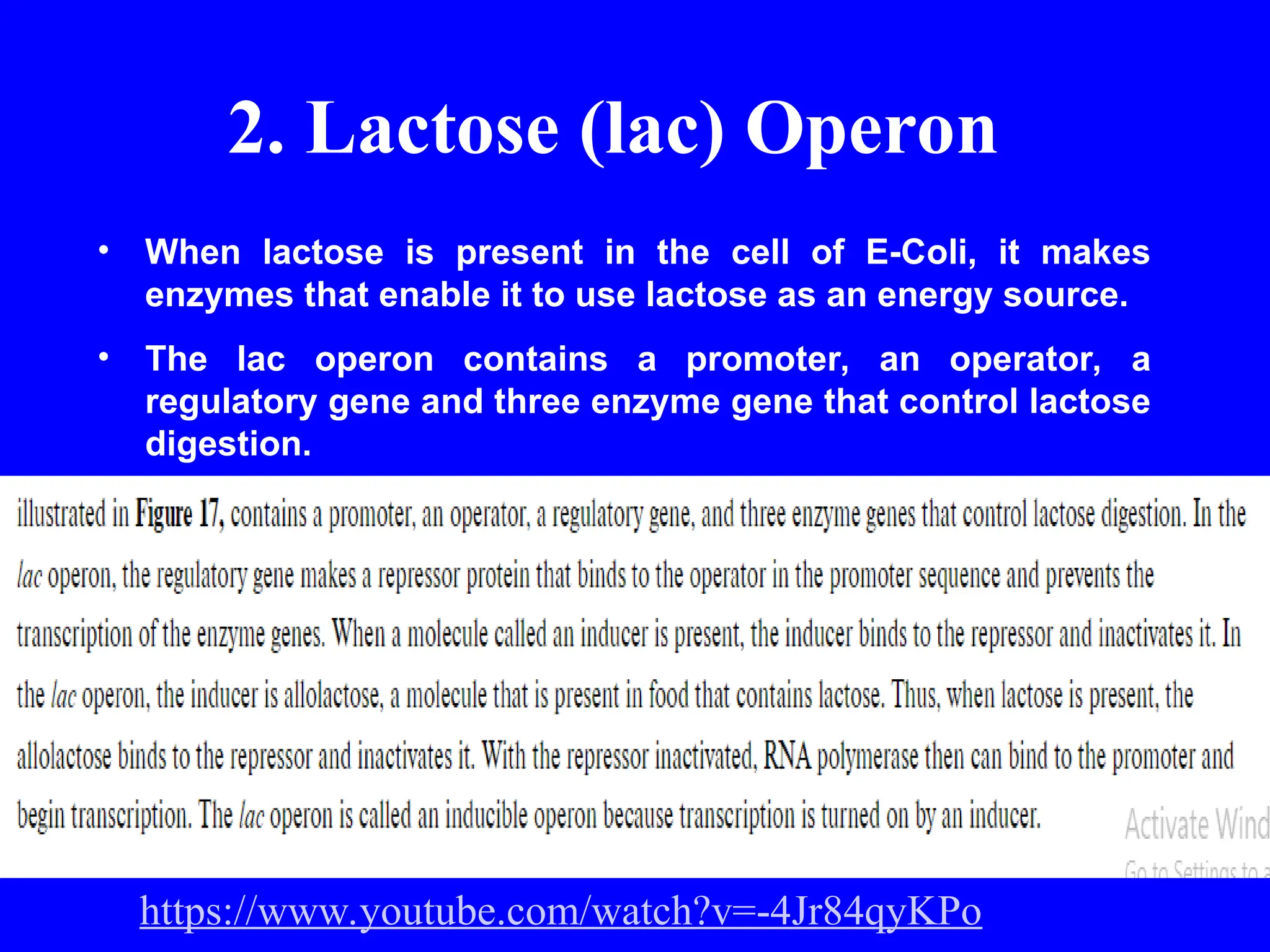 Gene Regulation and Mutation.ppt Science | PPT