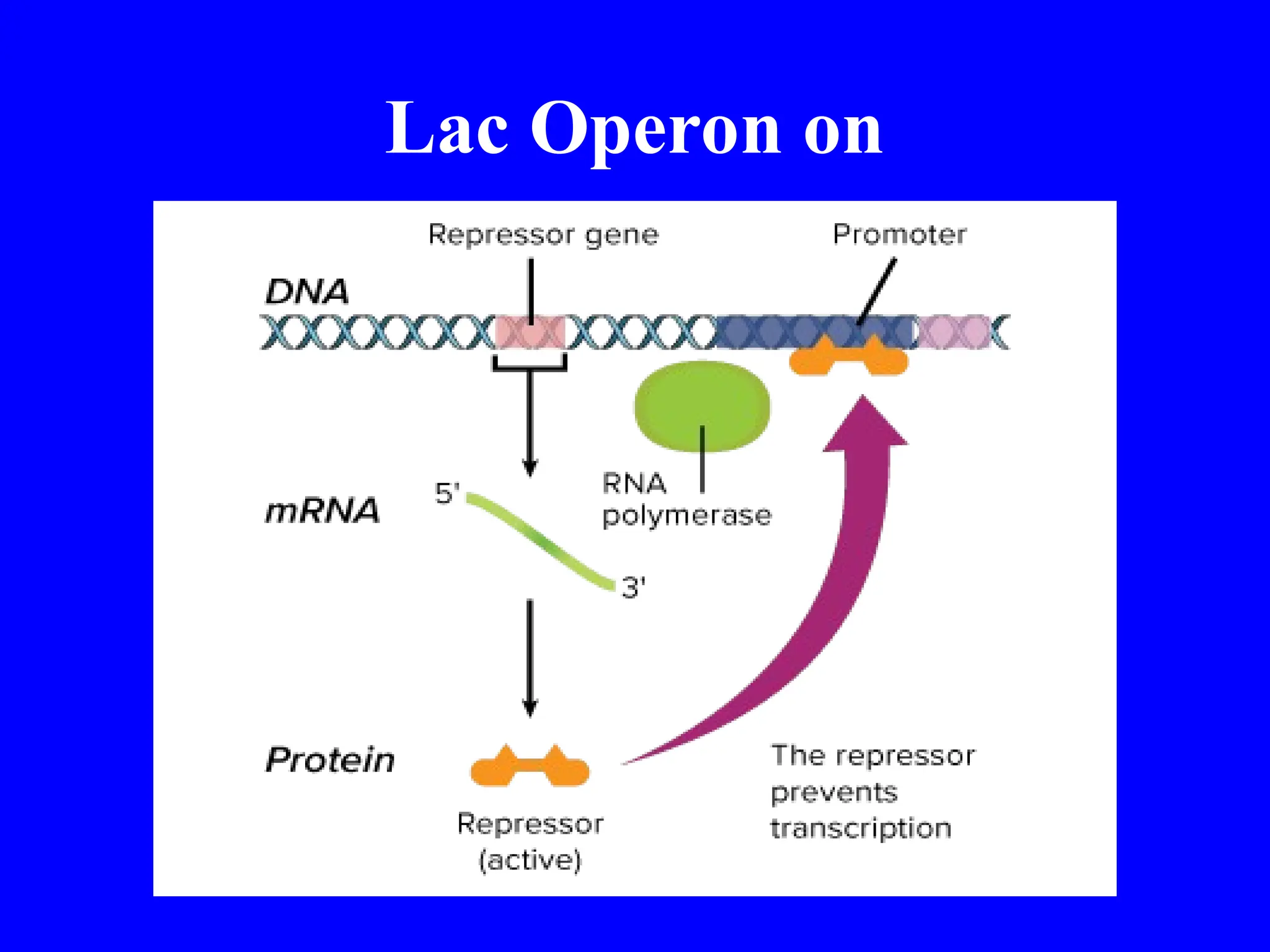 Gene Regulation And Mutation Ppt Science Ppt