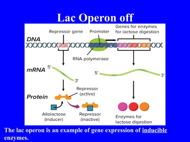 Gene Regulation and Mutation.ppt Science | PPT