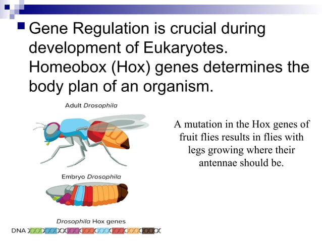 Gene Regulation and Mutation.ppt Science | PPT
