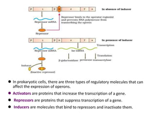 Gene regulation and operon concept2.pptx
