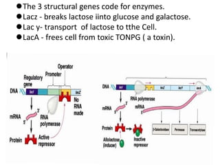 Gene regulation and operon concept2.pptx