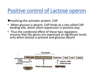 Gene regulation and operon concept2.pptx