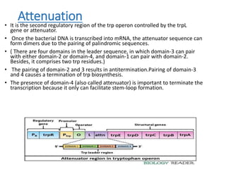 Gene regulation and operon concept2.pptx