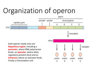 Gene regulation and operon concept2.pptx