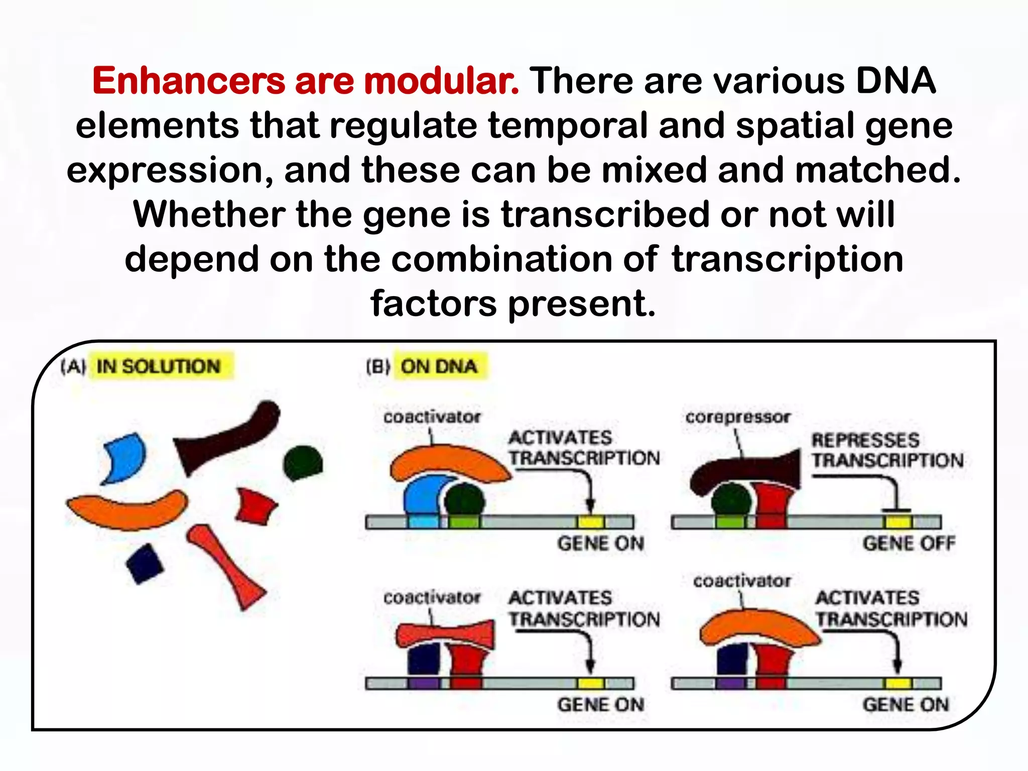 Gene regulation eukaryote spptx | PPTX