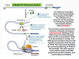 Gene regulation eukaryote spptx | PPTX