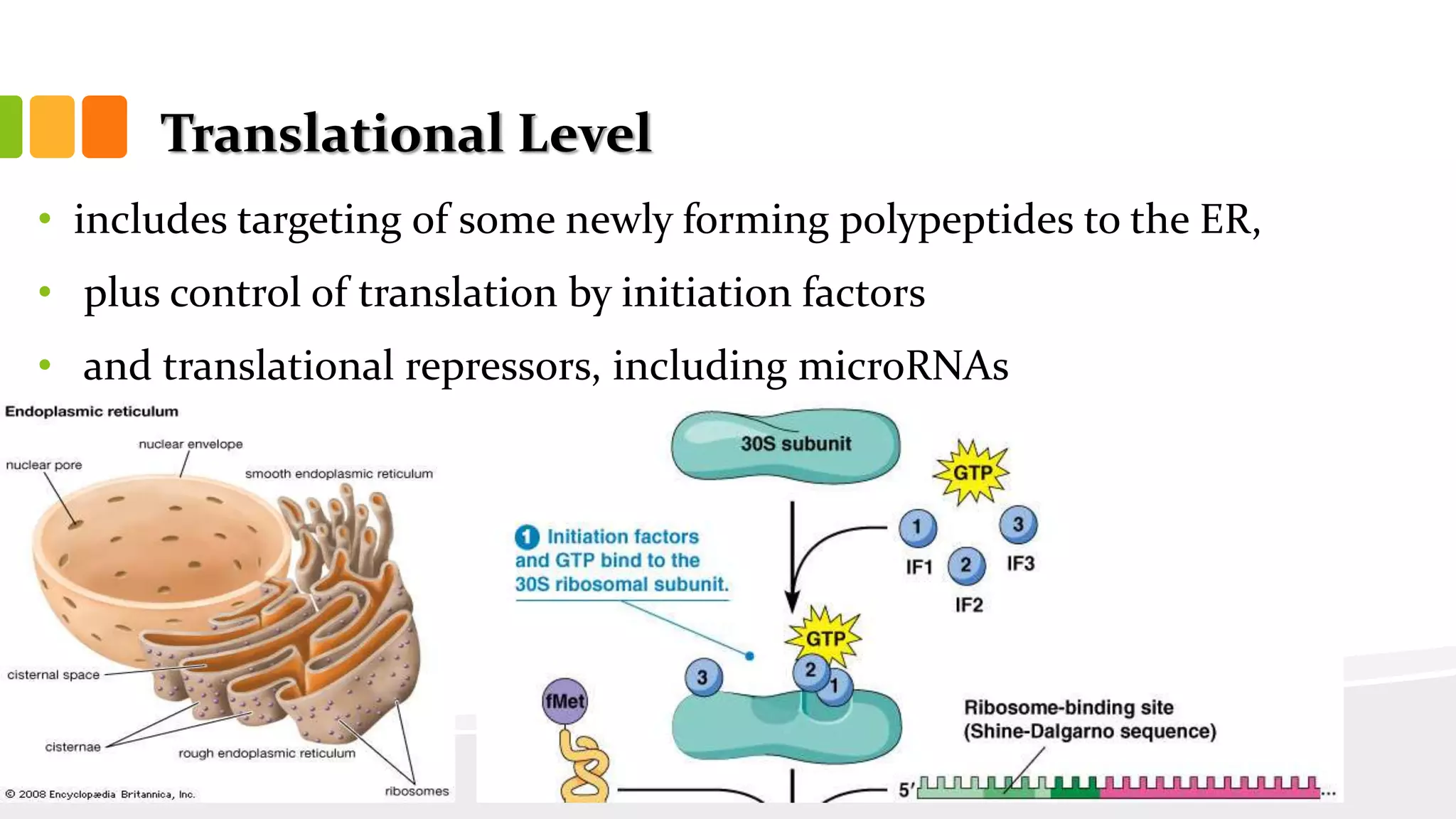 Gene regulation in eukaryotes | PPSX