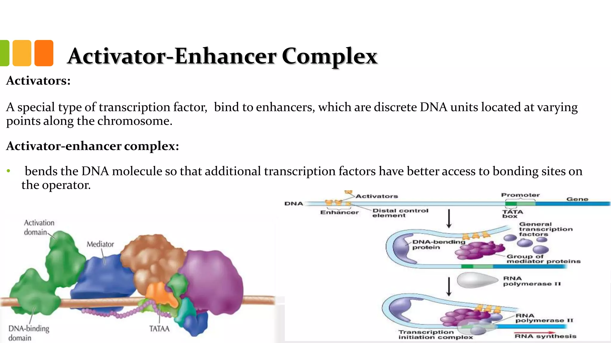 Gene regulation in eukaryotes | PPSX