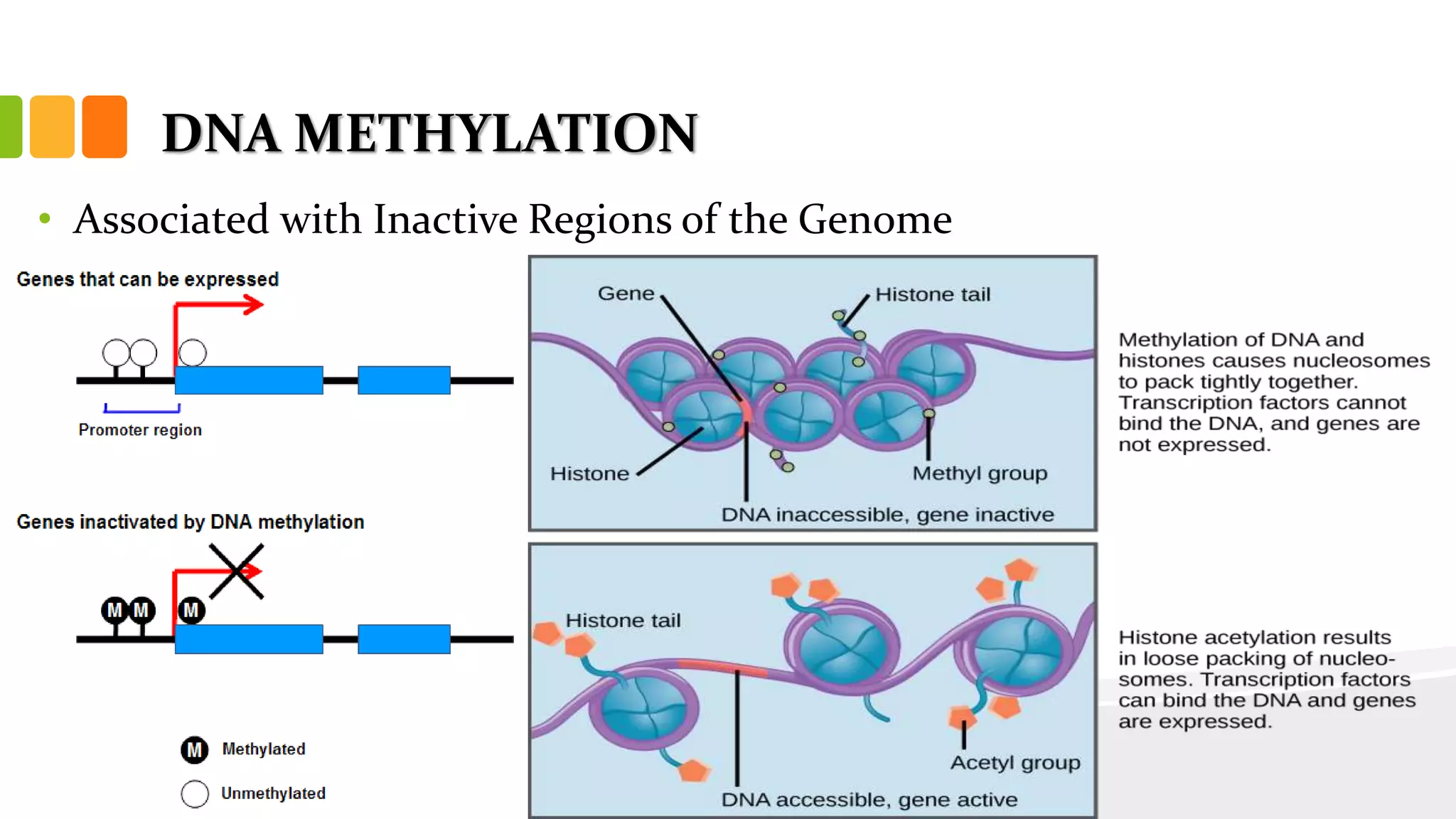Gene regulation in eukaryotes | PPSX