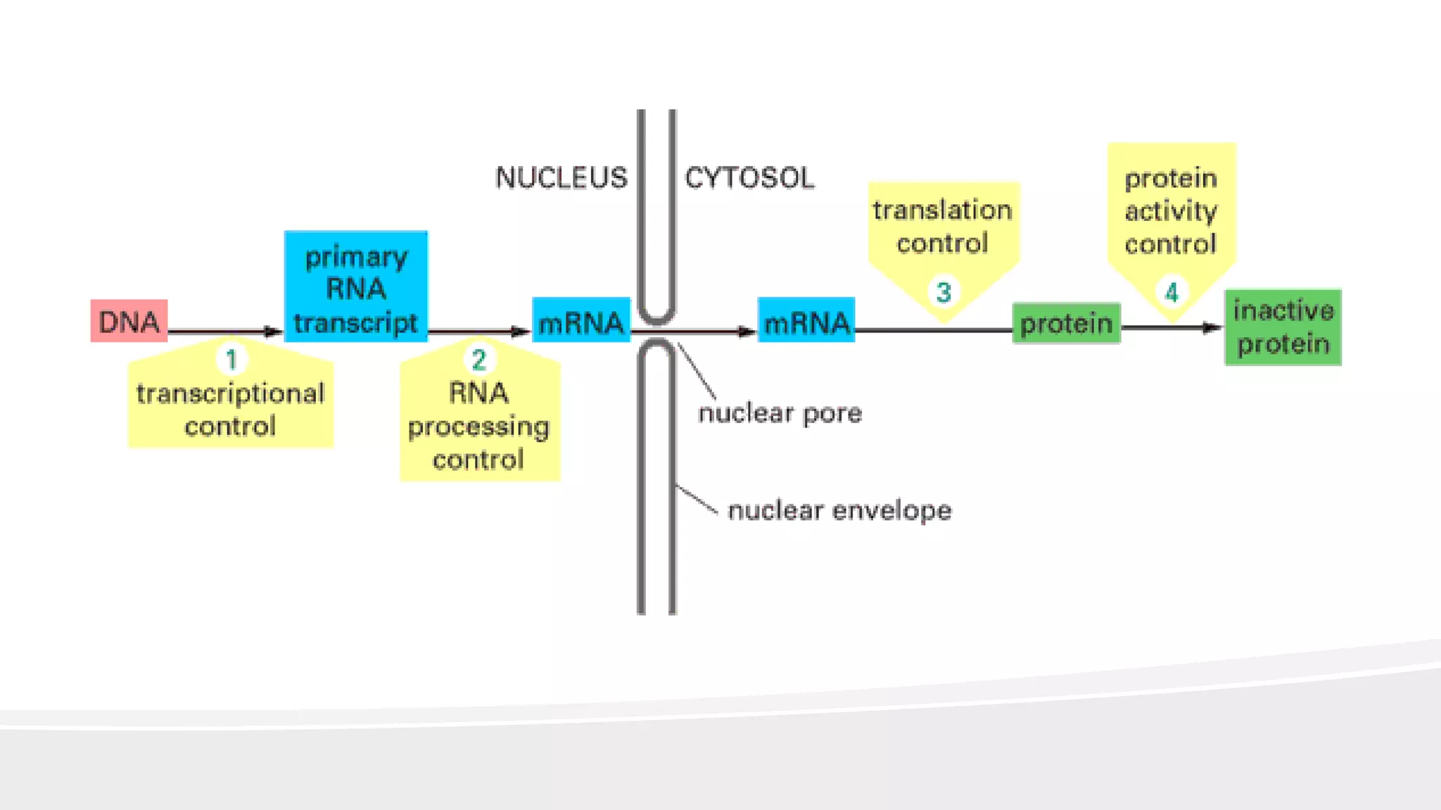 Gene regulation in eukaryotes | PPSX