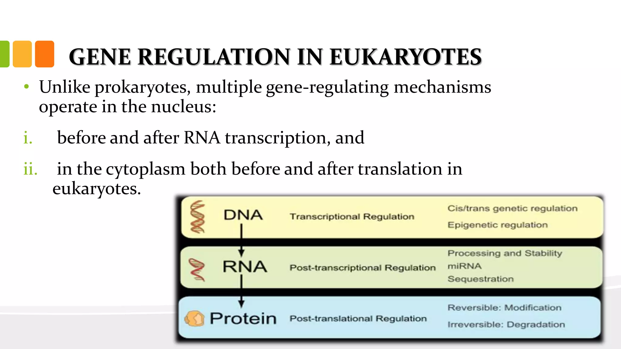 Gene regulation in eukaryotes | PPSX