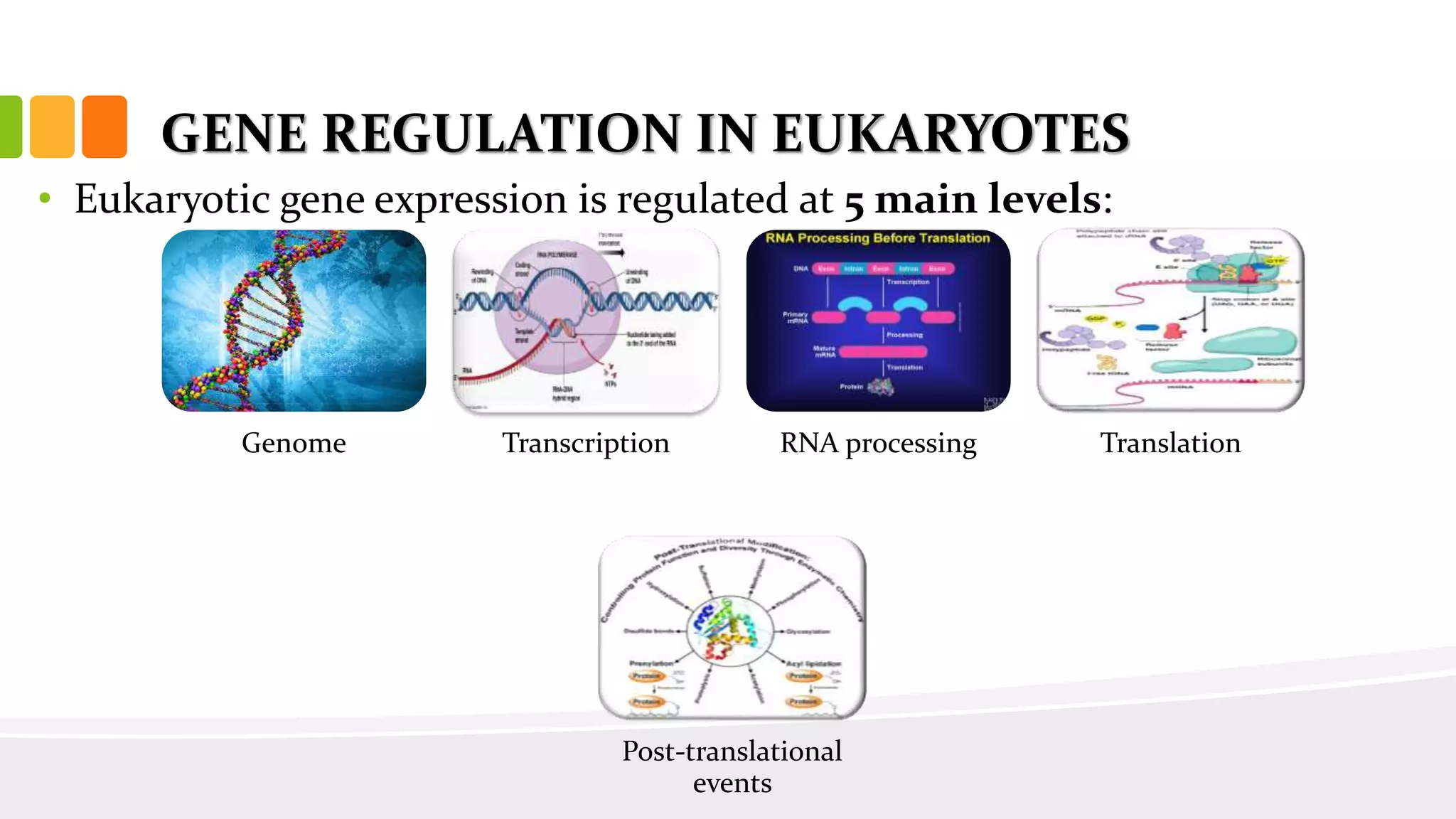 Gene regulation in eukaryotes | PPSX