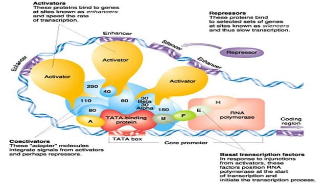 Gene regulation in eukaryotes | PPSX