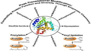Gene regulation in eukaryotes | PPSX
