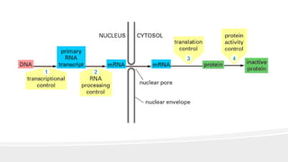 Gene regulation in eukaryotes | PPSX