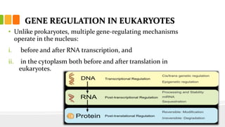 Gene regulation in eukaryotes | PPSX