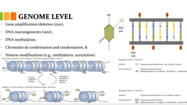 Gene regulation in eukaryotes | PPSX