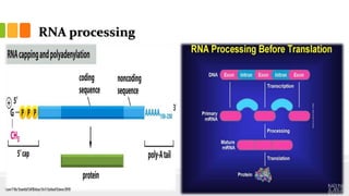 Gene regulation in eukaryotes | PPSX