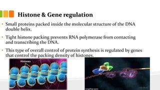 Gene regulation in eukaryotes | PPSX