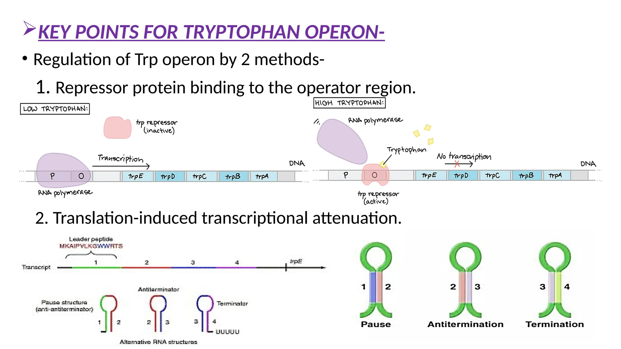 GENE REGULATION IN PROKARYOTE ......pptx