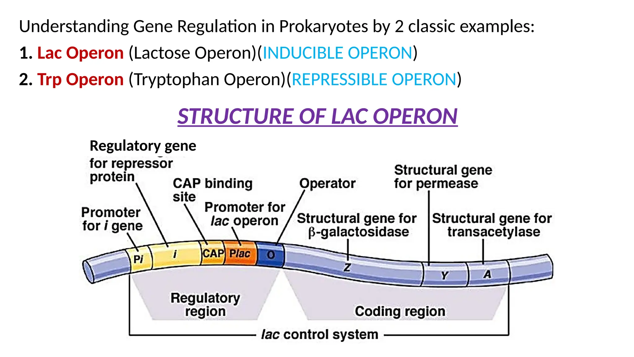 GENE REGULATION IN PROKARYOTE ......pptx