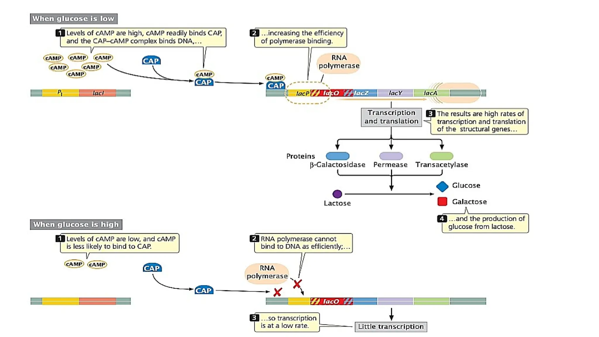 GENE REGULATION IN PROKARYOTE ......pptx