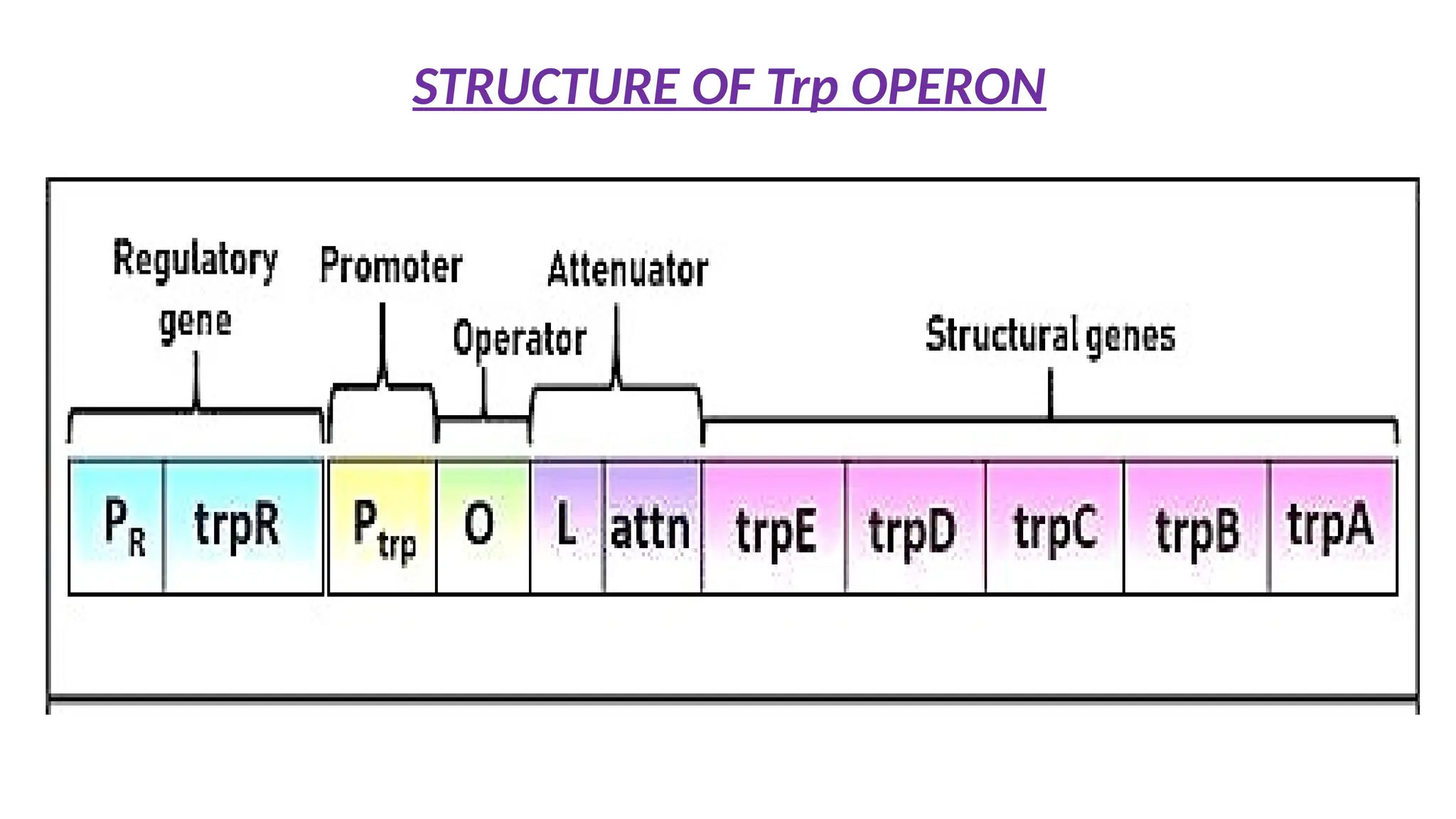 GENE REGULATION IN PROKARYOTE ......pptx