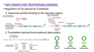 GENE REGULATION IN PROKARYOTE ......pptx