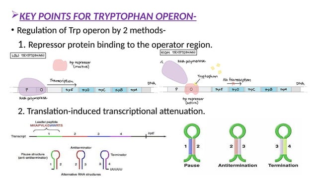 GENE REGULATION IN PROKARYOTE ......pptx | Chemistry | Science
