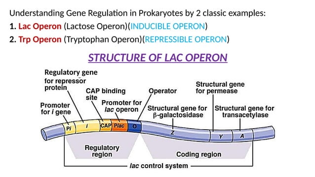 GENE REGULATION IN PROKARYOTE ......pptx | Chemistry | Science