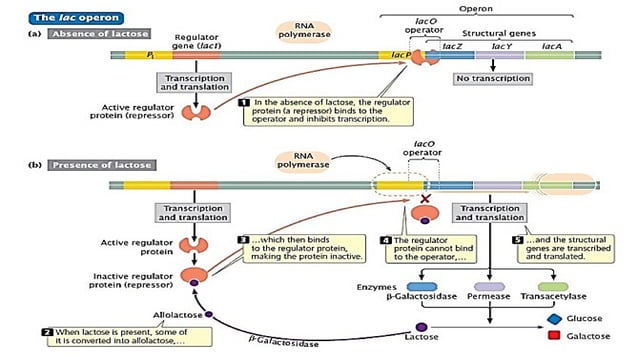 GENE REGULATION IN PROKARYOTE ......pptx | Chemistry | Science