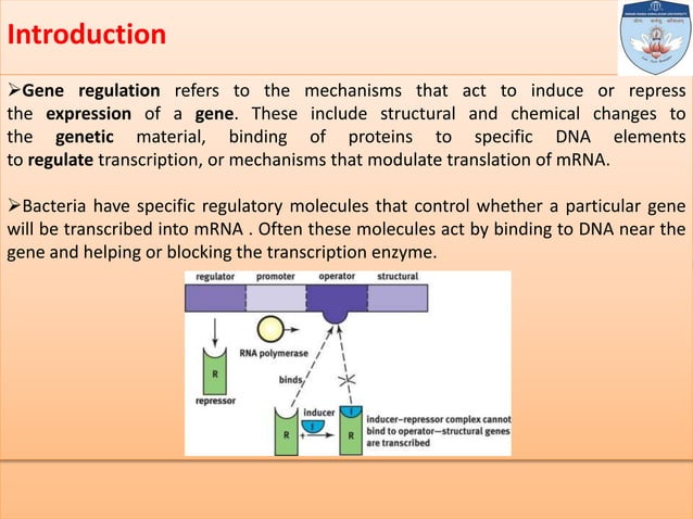 Gene regulation in prokaryotes | PPTX | Chemistry | Science