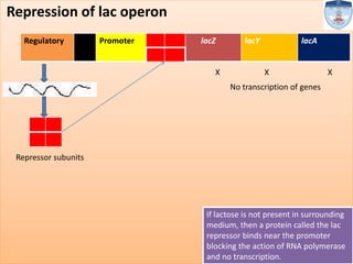 Gene regulation in prokaryotes | PPTX | Chemistry | Science