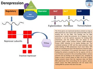 Gene regulation in prokaryotes | PPTX | Chemistry | Science