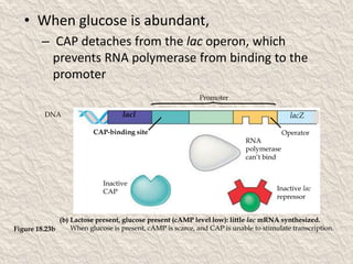 Gene regulation in prokaryotes | PPTX